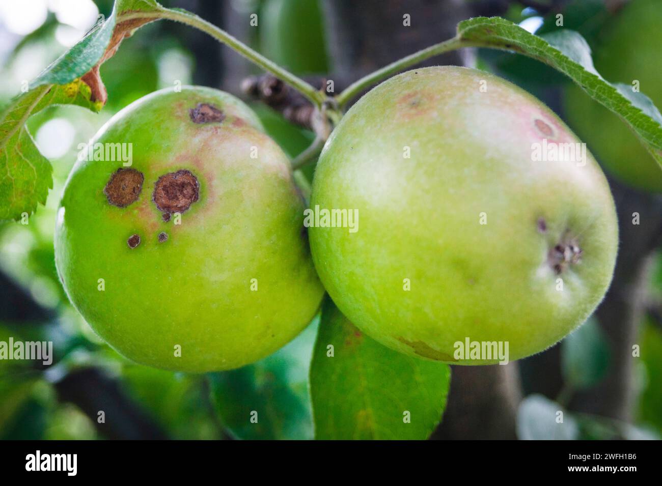 Apple scab venturia inaequalis on hi-res stock photography and images ...