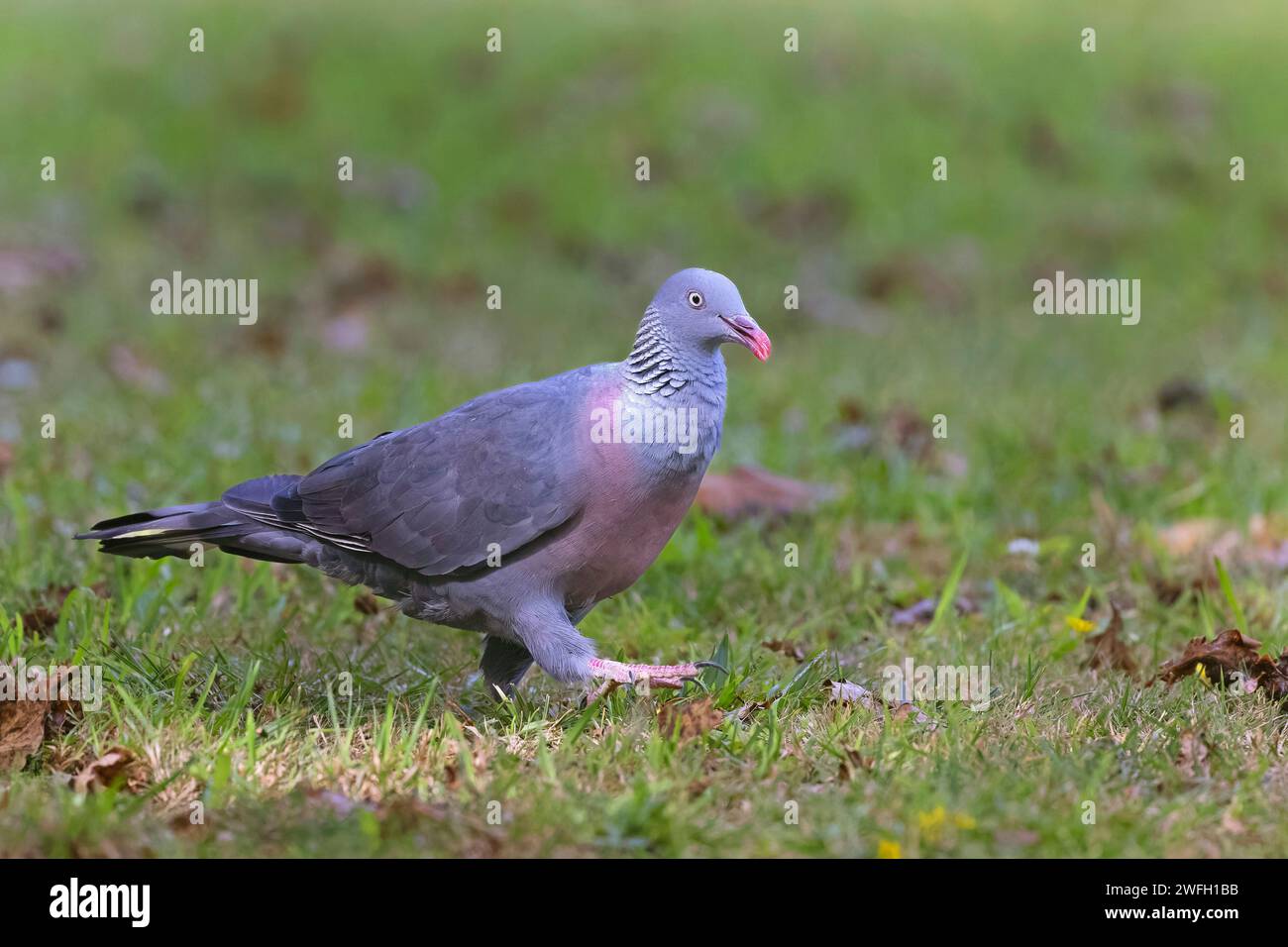 Paloma volando hi-res stock photography and images - Alamy