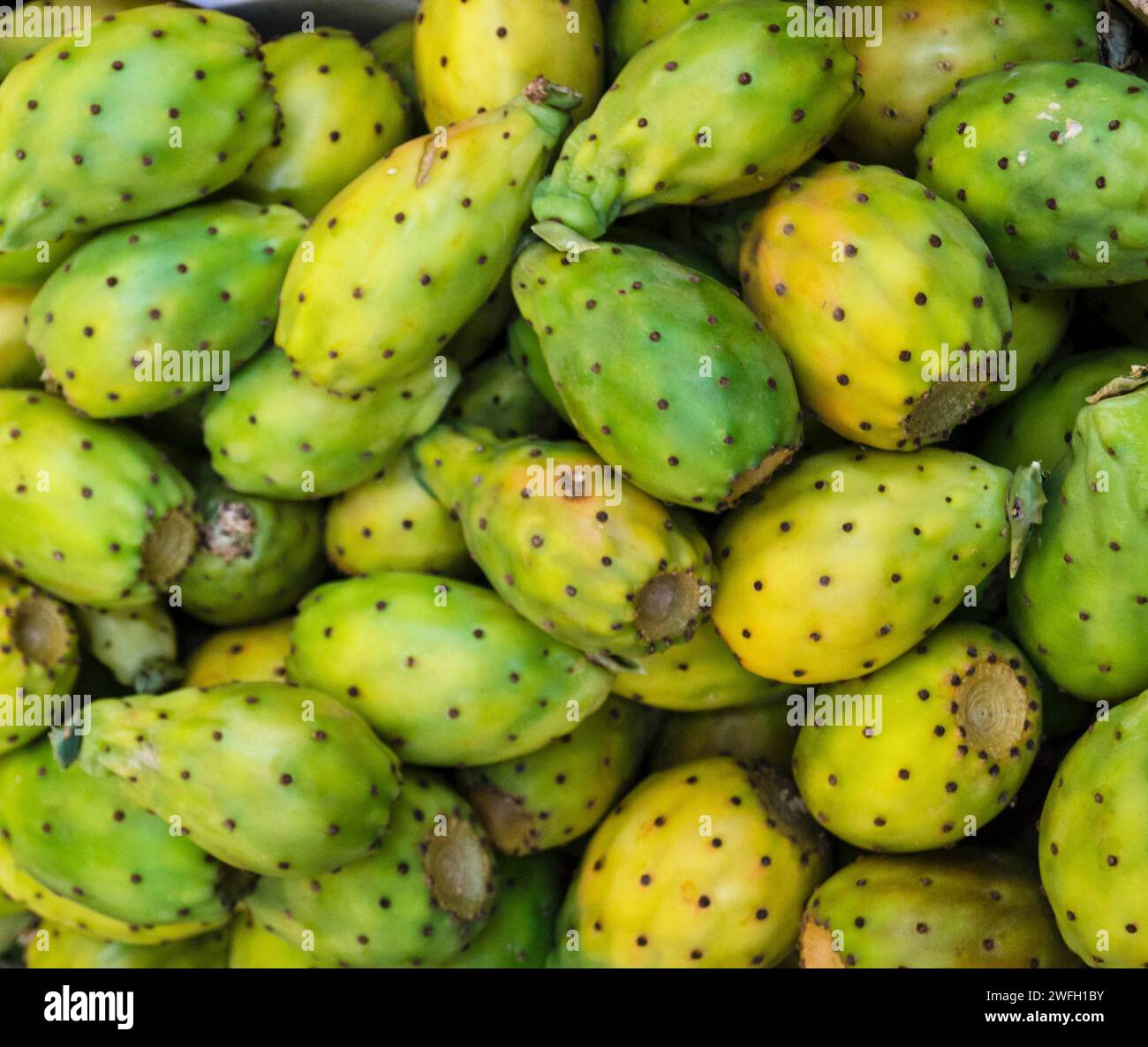 Indian fig, cactus pear (Opuntia ficus-indica, Opuntia ficus-barbarica ...