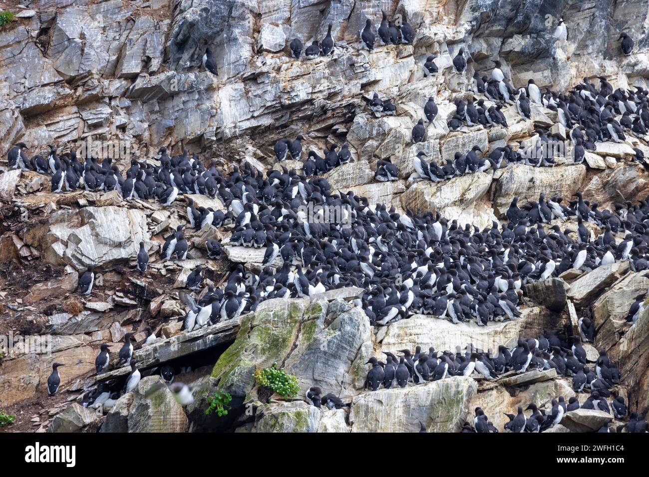 common guillemot (Uria aalge), group, birds standing close together on ...