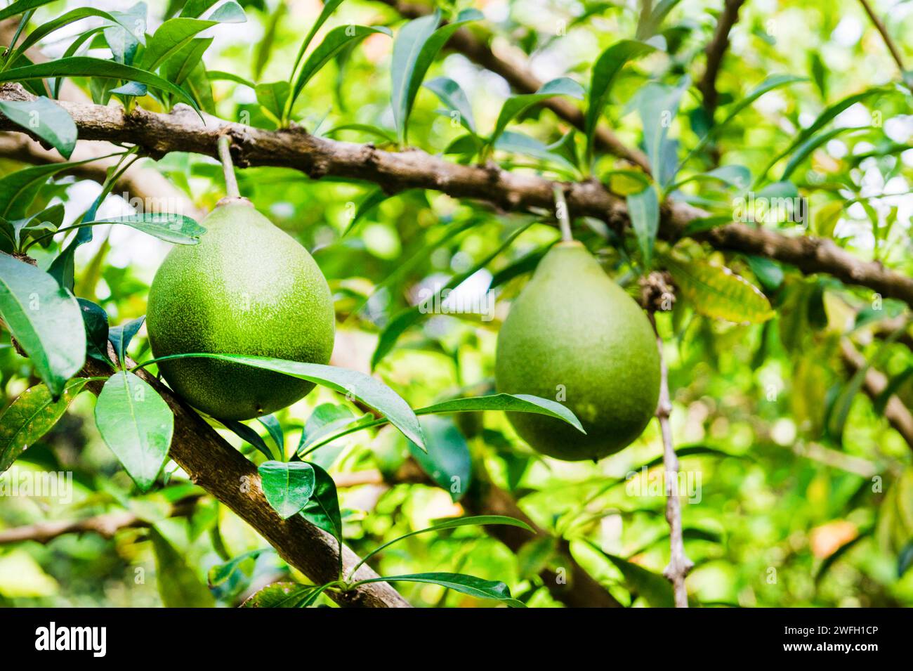 calabash tree, krabasi, kalebas, huingo (Crescentia cujete), fruits on ...