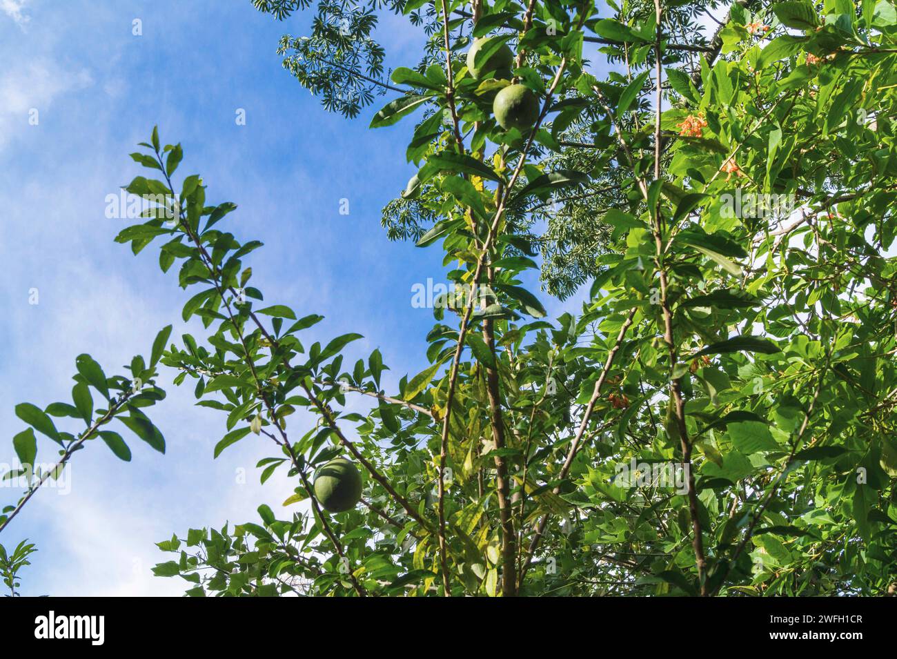 calabash tree, krabasi, kalebas, huingo (Crescentia cujete), fruits on ...