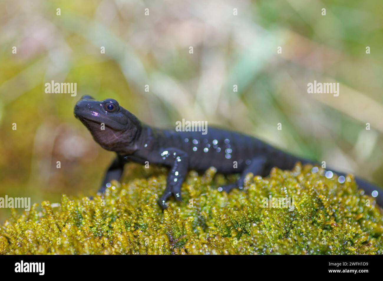 Large alpine salamanders hi-res stock photography and images - Alamy