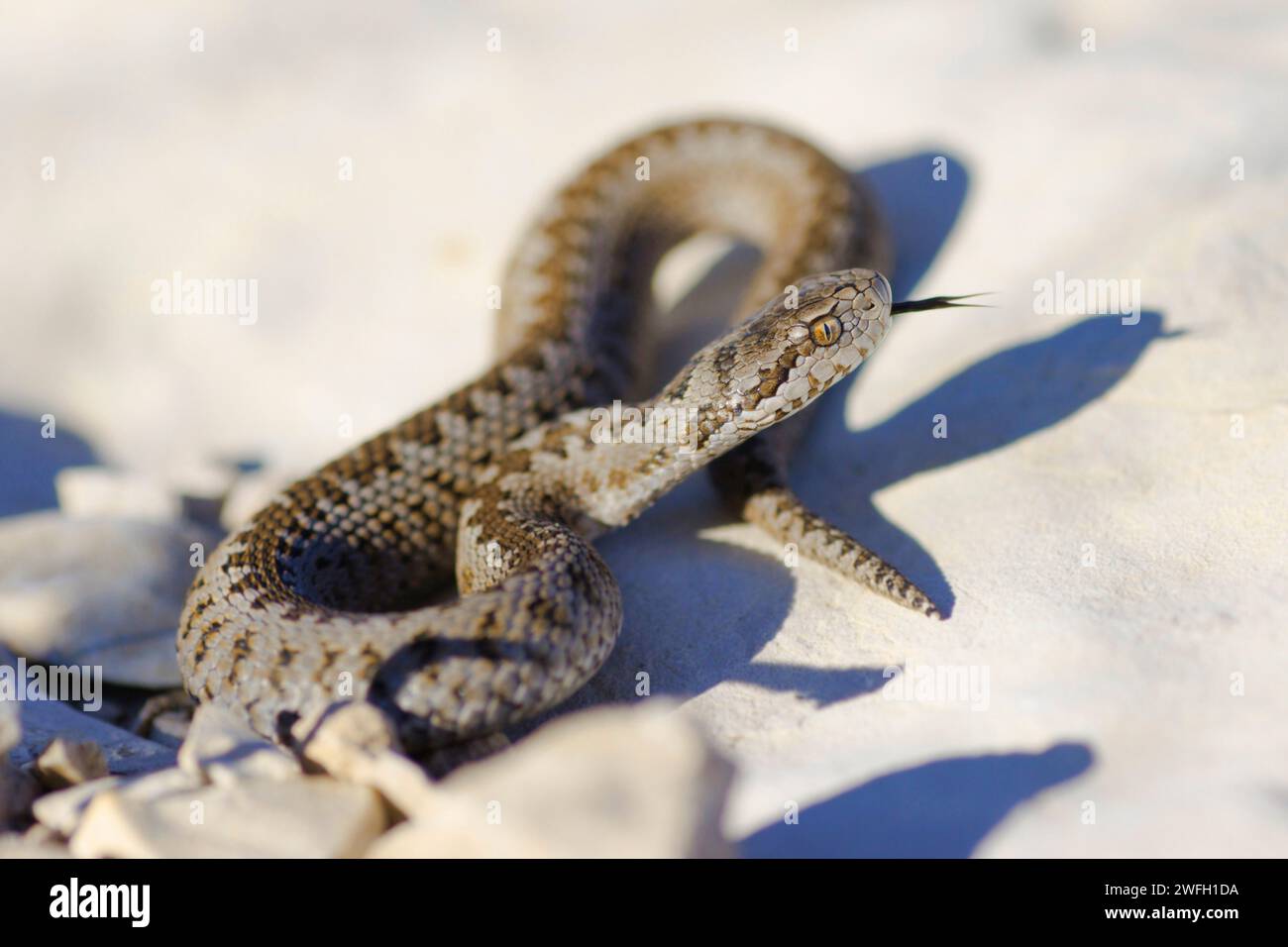 meadow viper, Orsini's viper (Vipera ursinii, Vipera ursinii ursinii ...