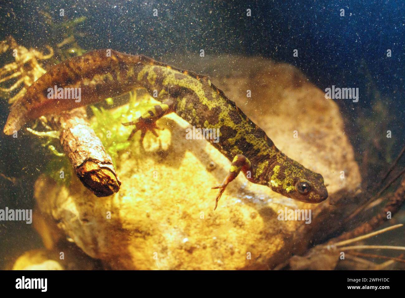 Triturus marmoratus marmoratus hi-res stock photography and images - Alamy