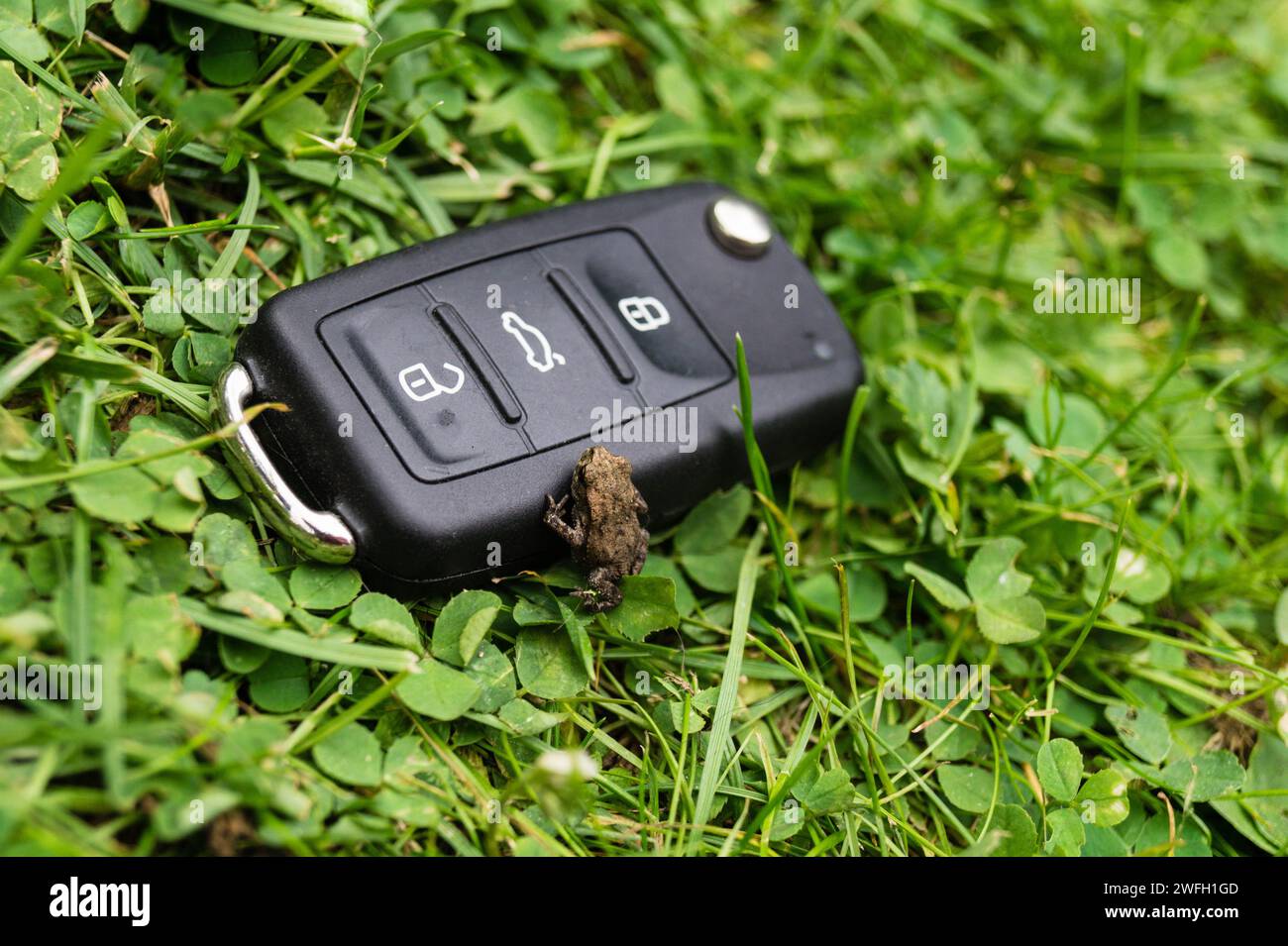 car key and toad in a meadow, symbol for e-mobility Stock Photo - Alamy