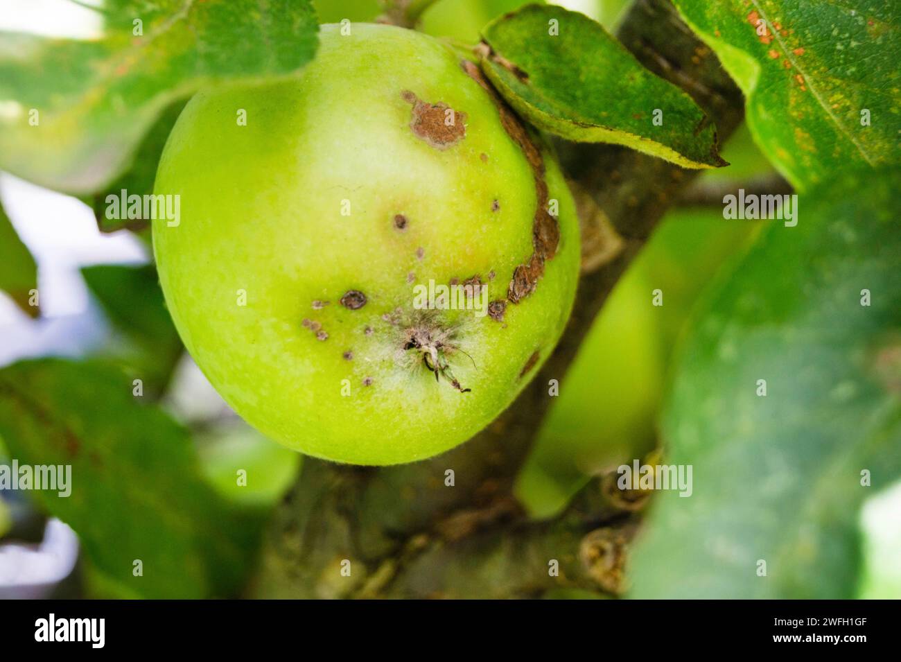 Apple scab (Venturia inaequalis), apple with apple scrab on a tree ...