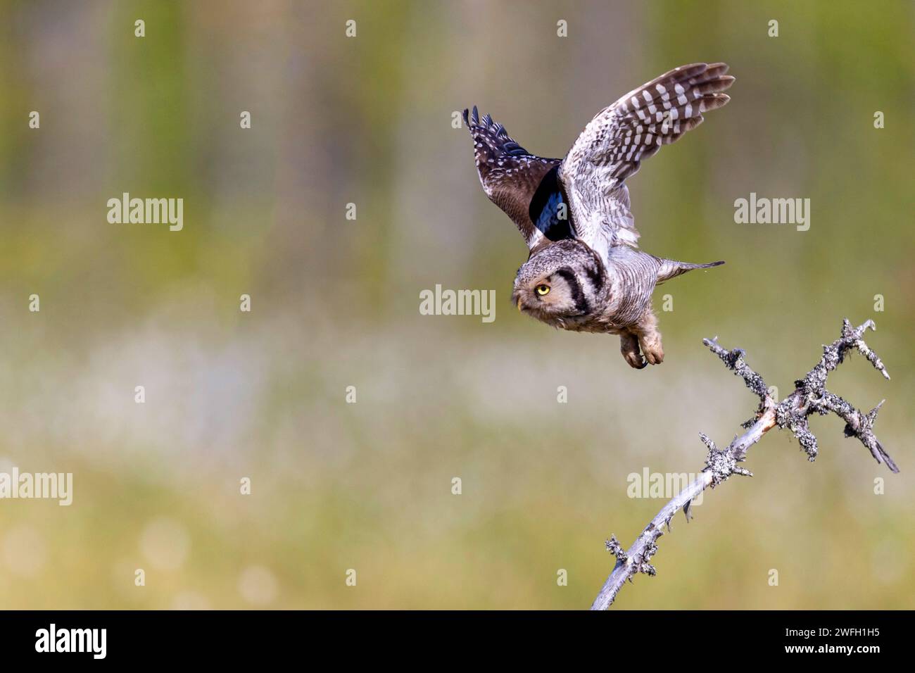 Gavilan volando hi-res stock photography and images - Alamy