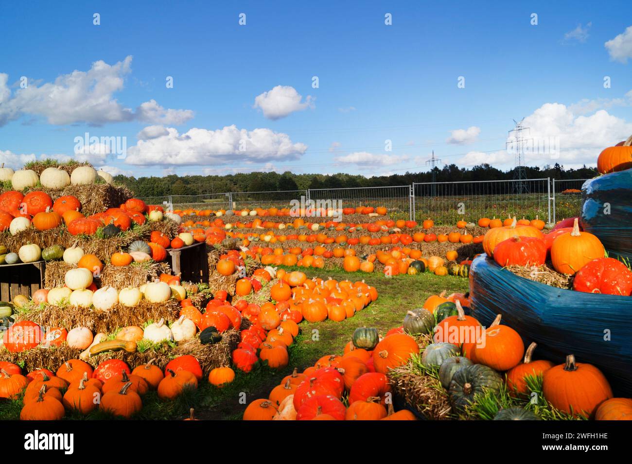 Variety pumpkins farm in hi-res stock photography and images - Alamy
