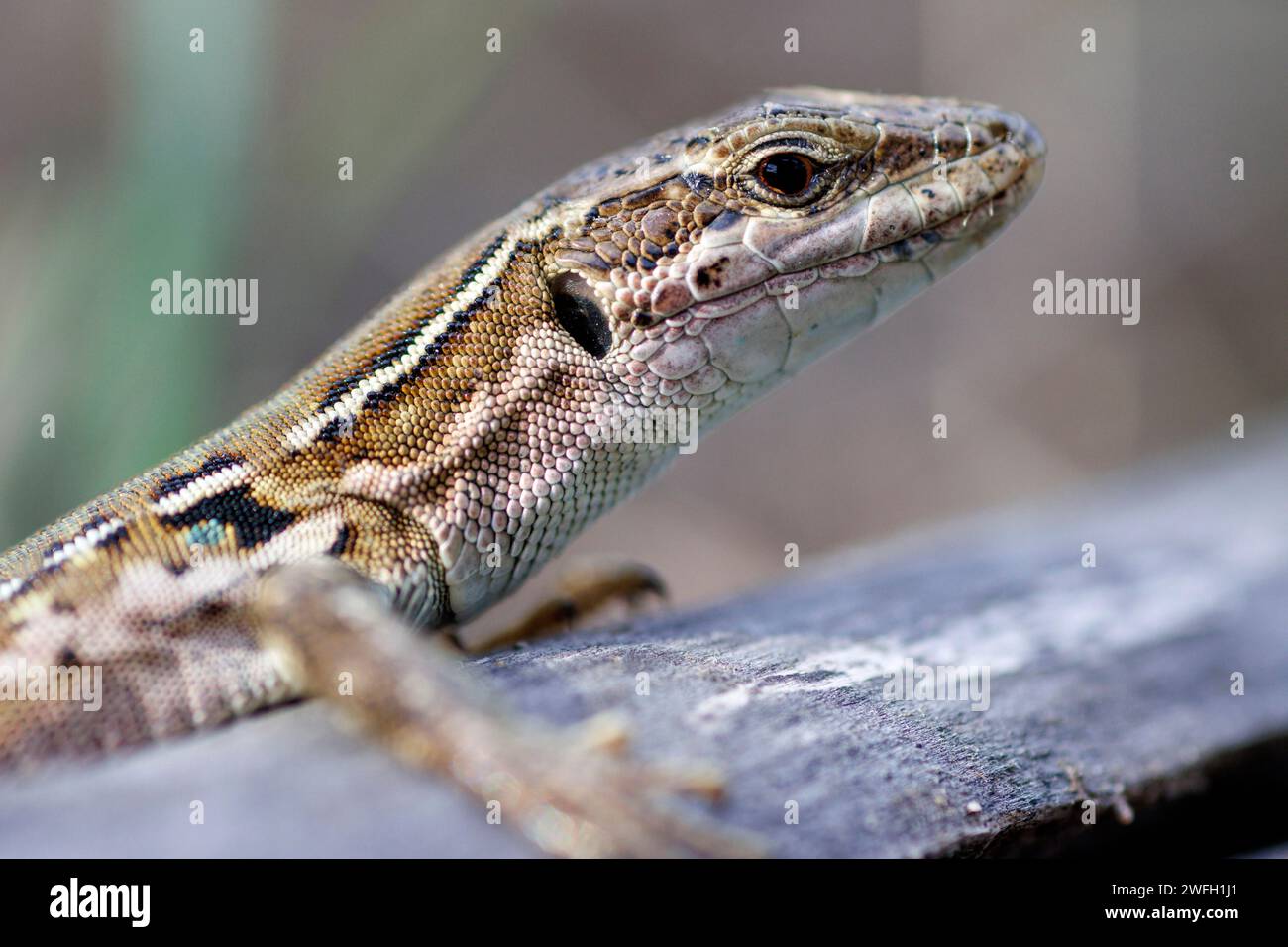 Italian wall lizard, ruin lizard, European wall lizard (Podarcis ...