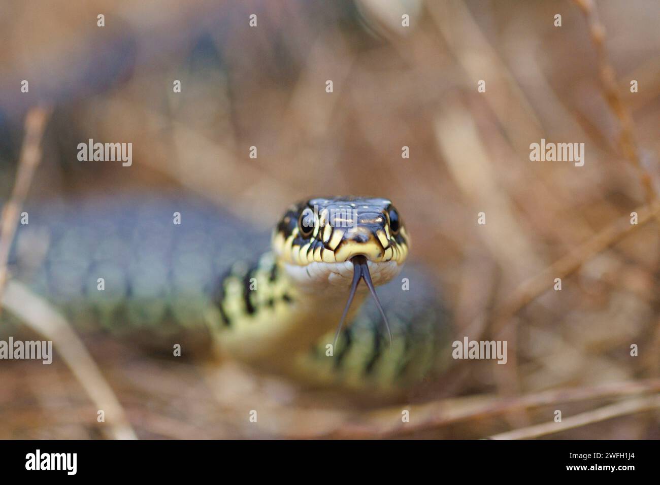 European whip snake, western European whip snake, dark-green whipsnake ...