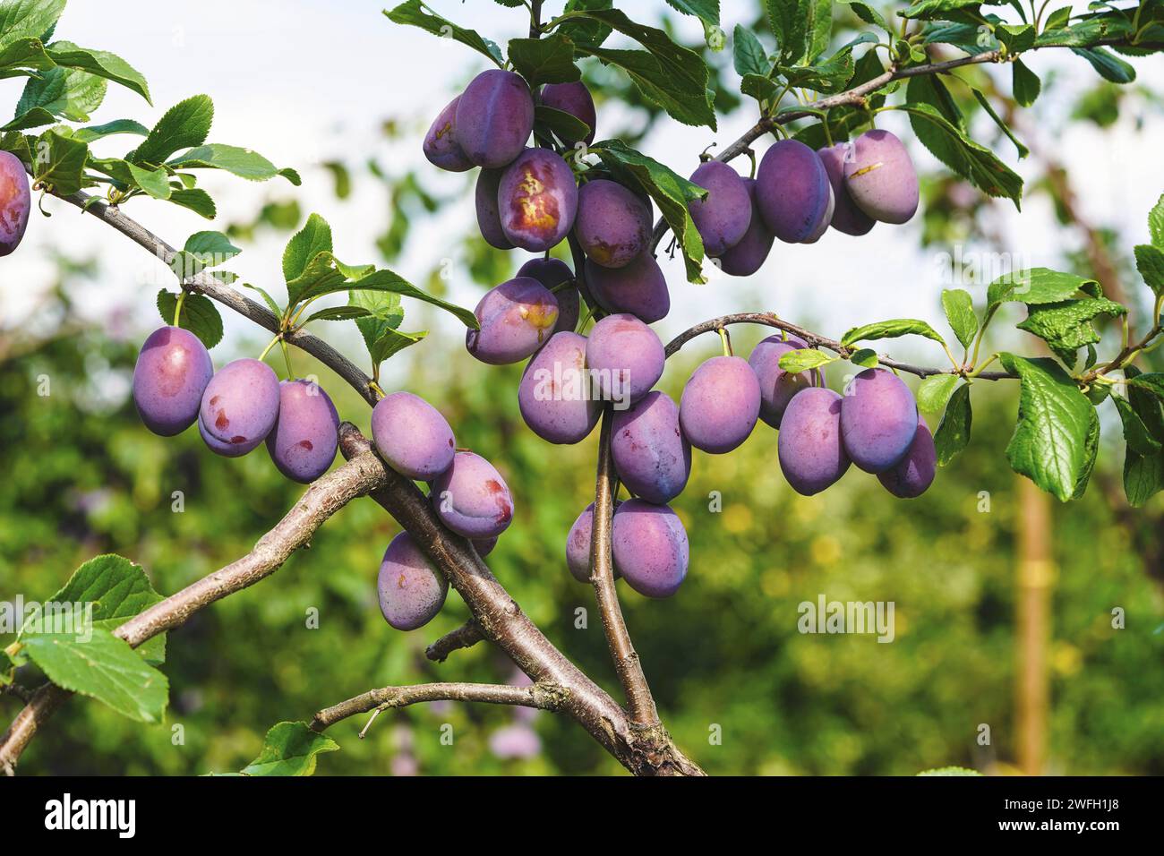 European plum (Prunus domestica), plums on a tree Stock Photo - Alamy