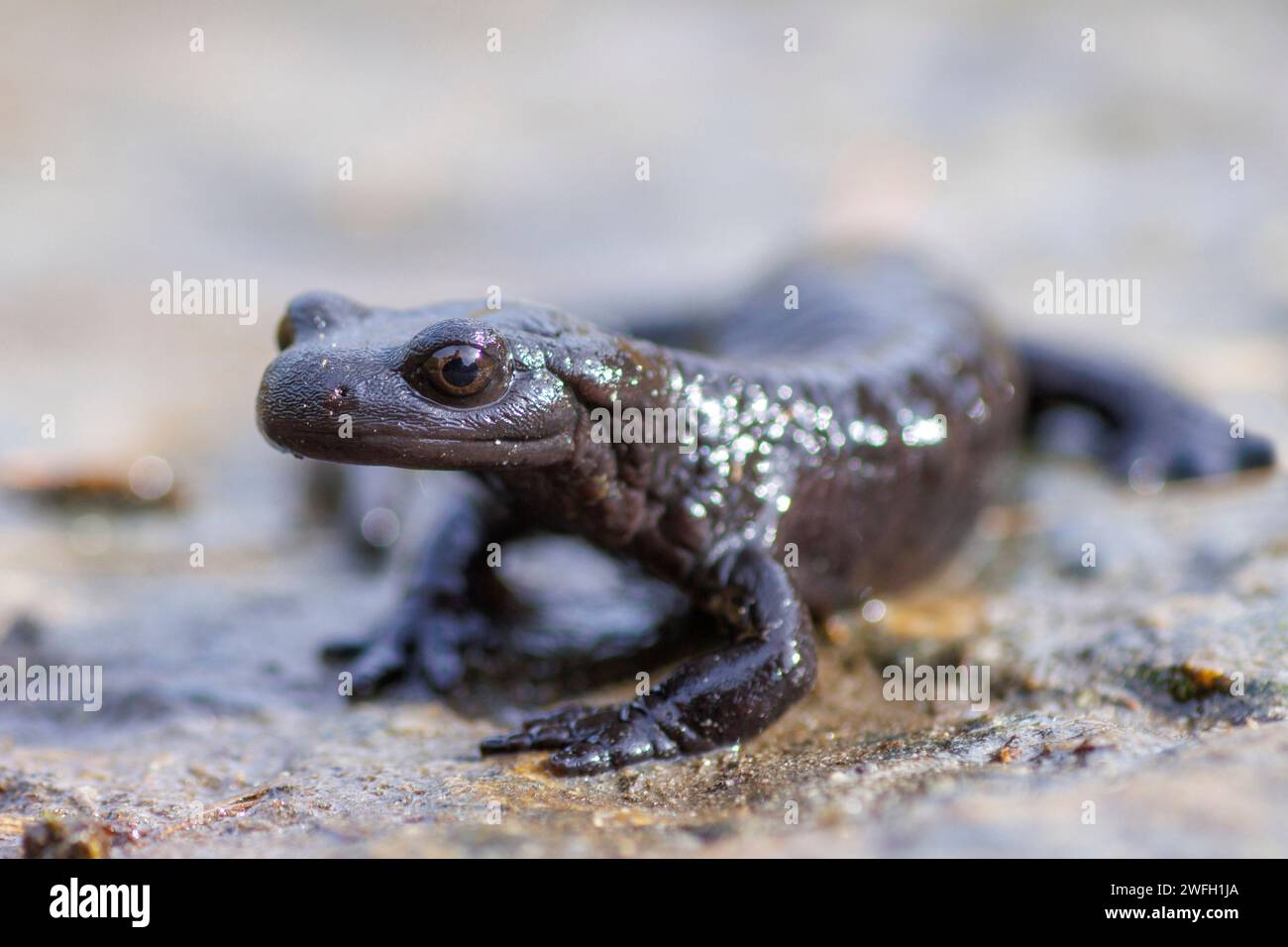Large alpine salamanders hi-res stock photography and images - Alamy