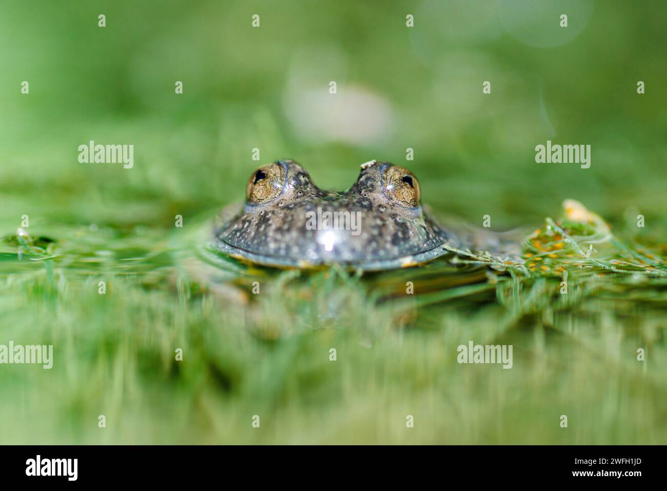 yellow-bellied toad, yellowbelly toad, variegated fire-toad (Bombina ...