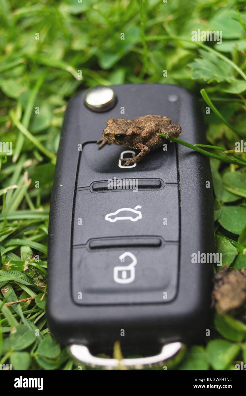 car key and toad in a meadow, symbol for e-mobility Stock Photo - Alamy