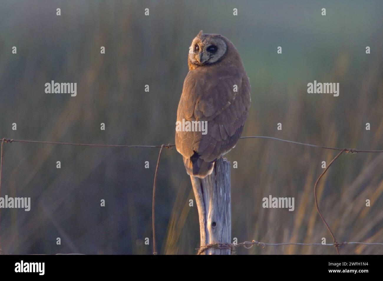 African marsh owl (Asio capensis), perches on a fence post and looking ...