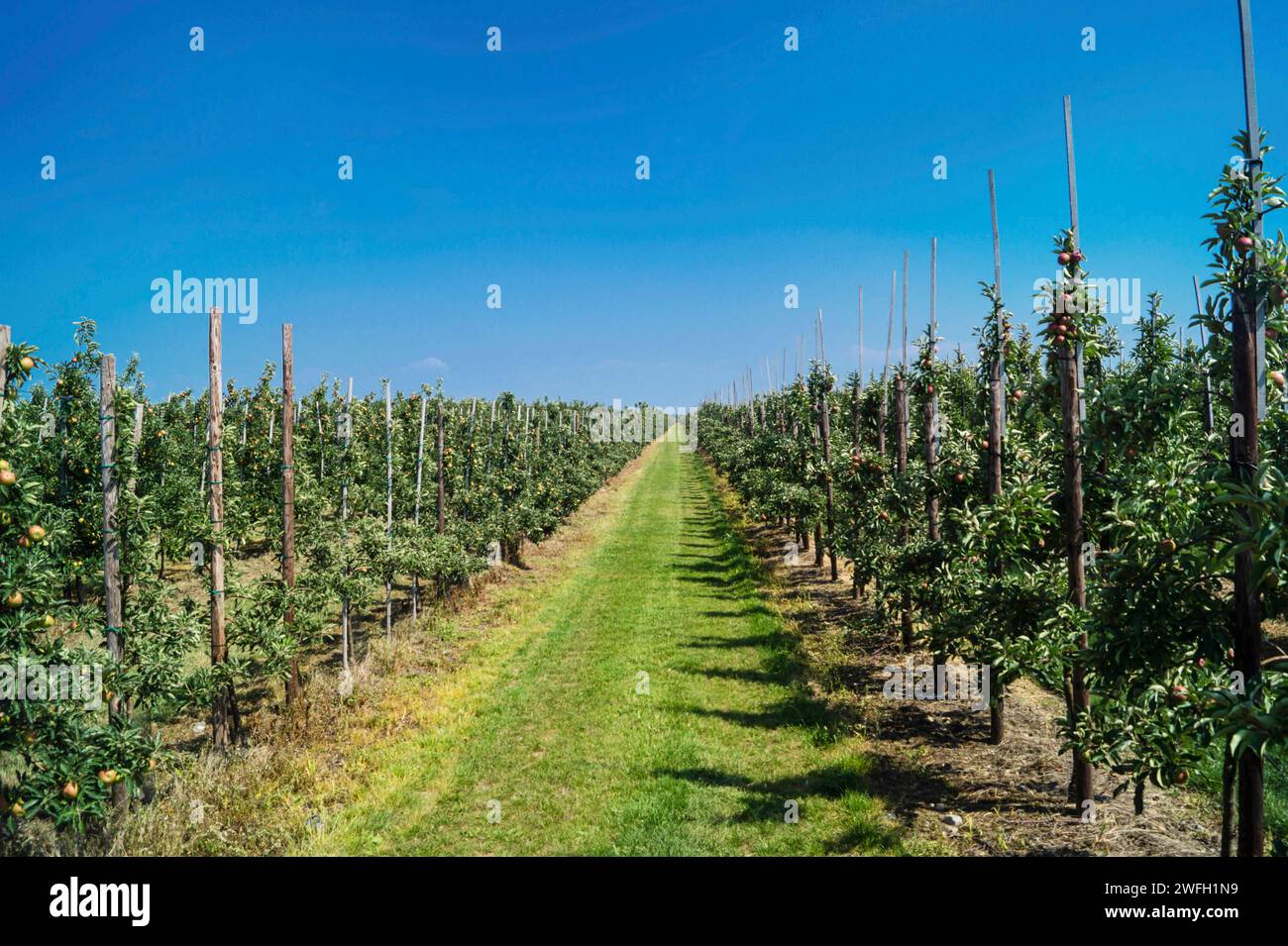apple tree (Malus domestica), apple orchard, Germany Stock Photo - Alamy