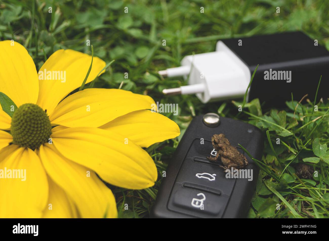 car key, toad, power plug and yellow flower in a meadow, symbol for e ...