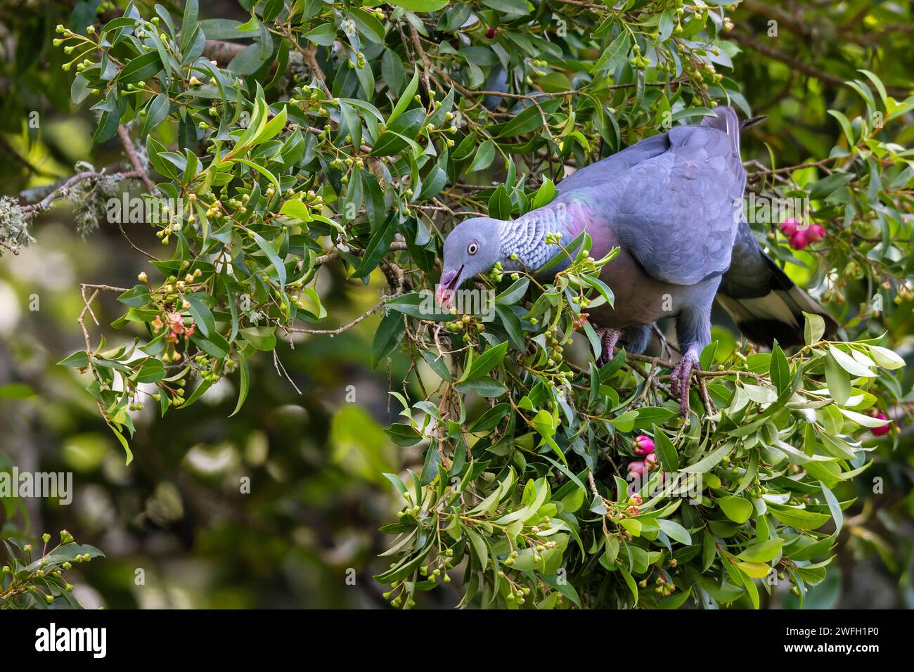 Trocaz pigeon, Madeira laurel pigeon, Long-toed pigeon (Columba trocaz ...
