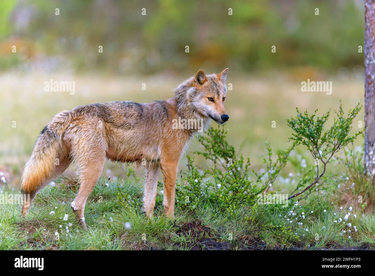 European gray wolf (Canis lupus lupus), juvenile standing in a swamp ...