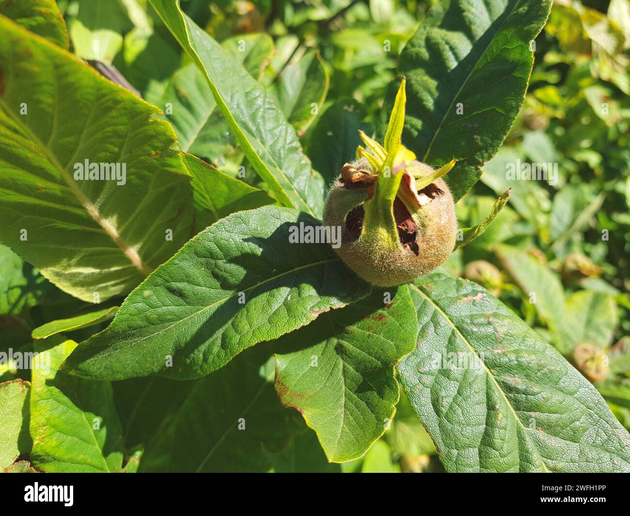 medlar (Mespilus germanica), Medlar fruit on the bush, Germany Stock ...