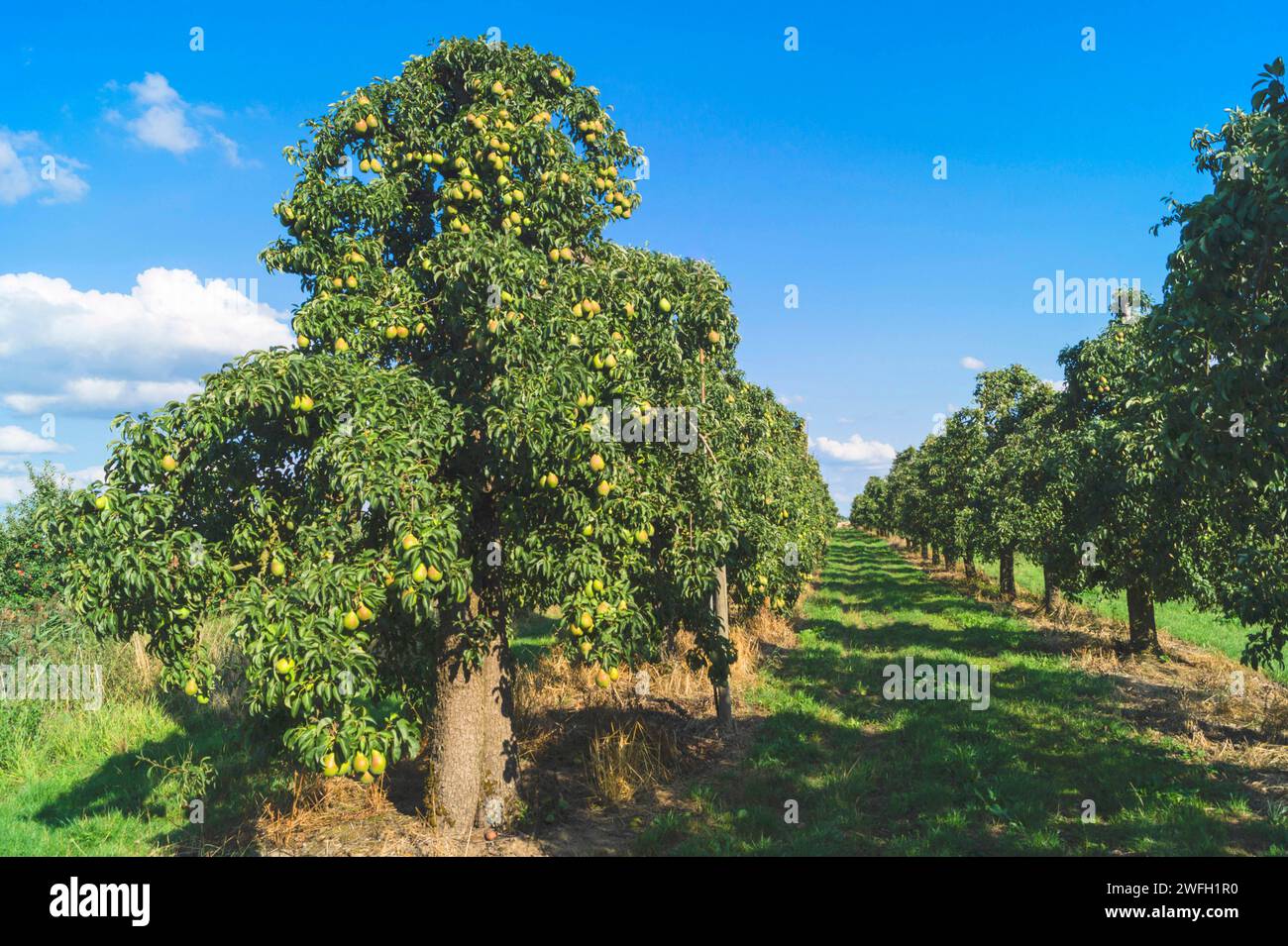 Common pear (Pyrus communis), pear tree meadow, Germany Stock Photo - Alamy