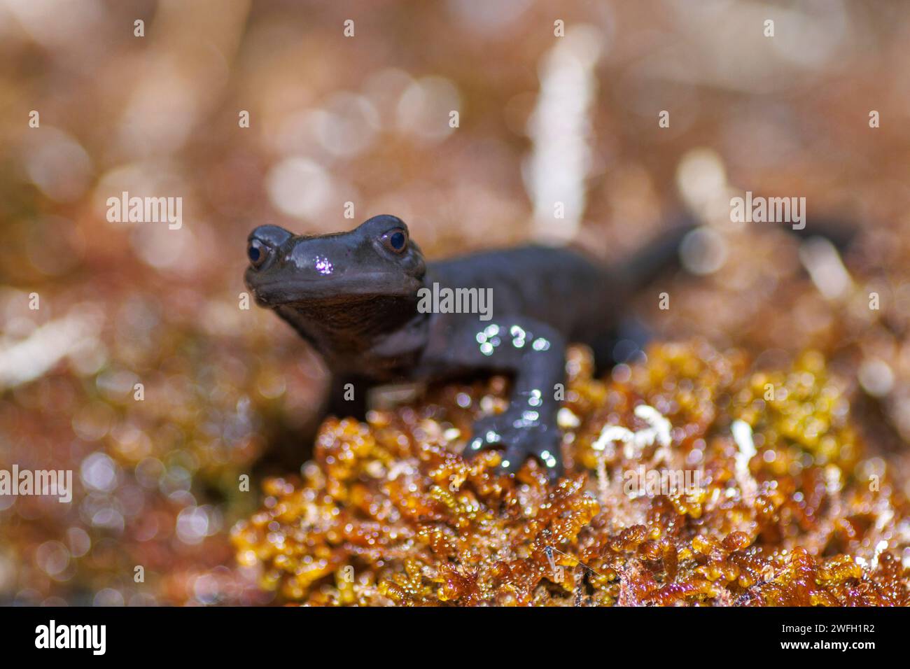 large Alpine salamander (Salamandra lanzai), sits on moss, front view ...