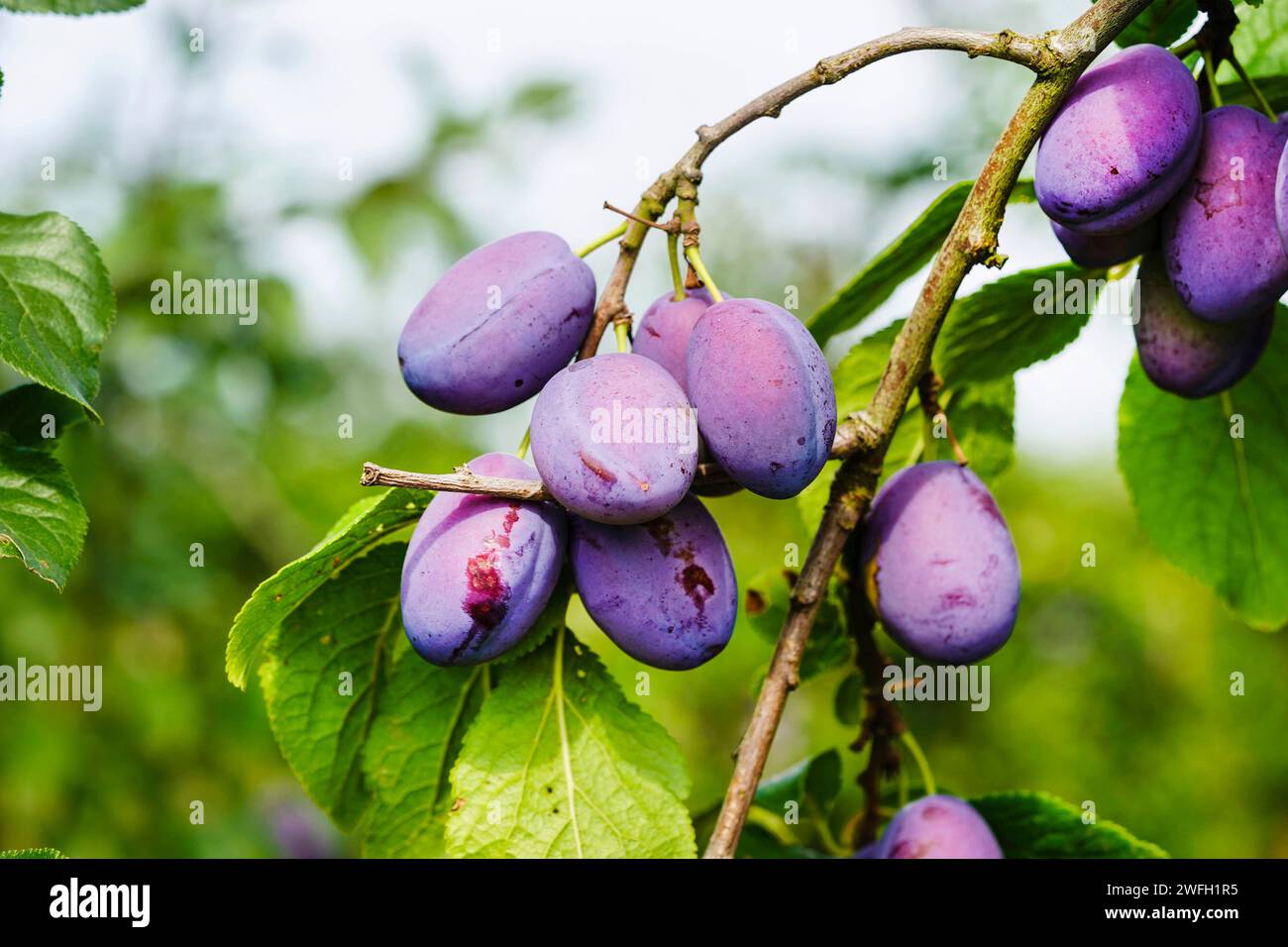 European plum (Prunus domestica), plums on a tree Stock Photo - Alamy