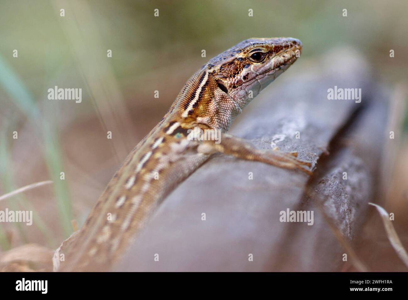Italian wall lizard, ruin lizard, European wall lizard (Podarcis ...