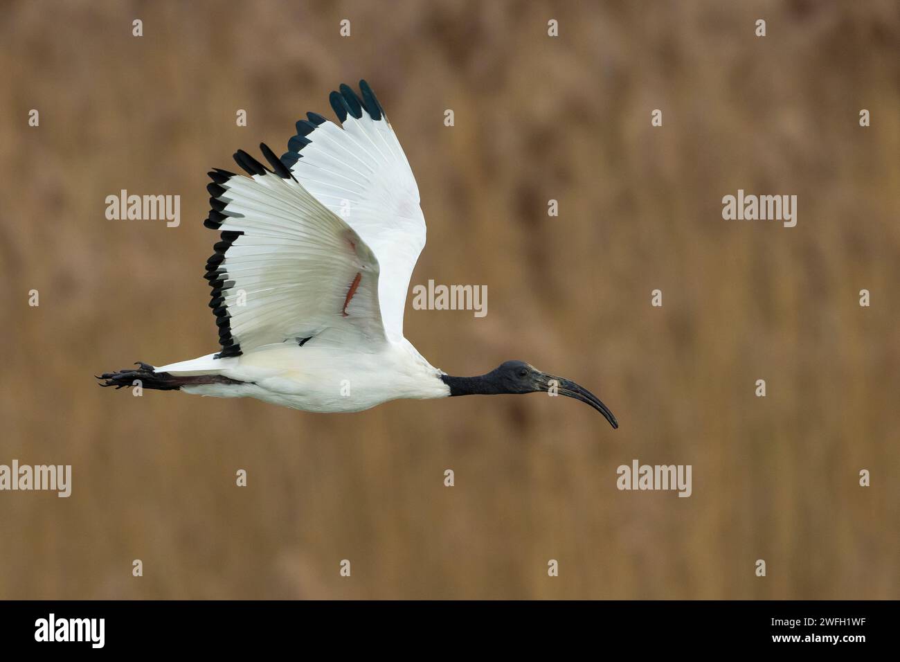 African sacred ibis (Threskiornis aethiopicus), in flight, side view, Italy, Tuscany, Piana ...