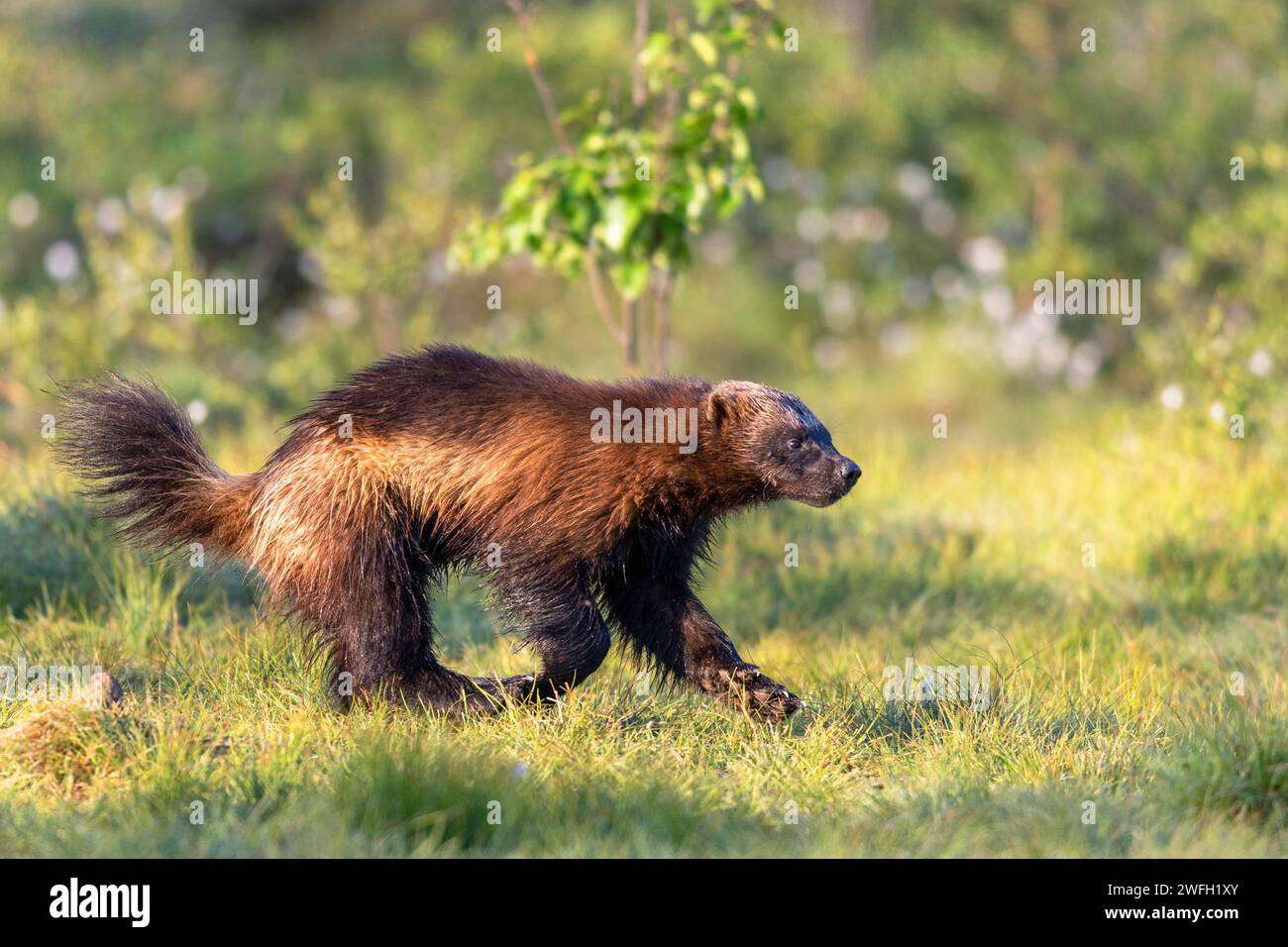 wolverine (Gulo gulo), runs in the swamp at the edge of the forest in ...