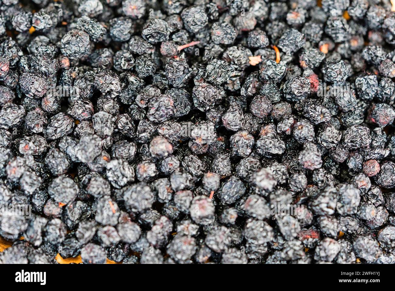 Black Chokeberry (Aronia melanocarpa, Photinia melanocarpa), dries ...