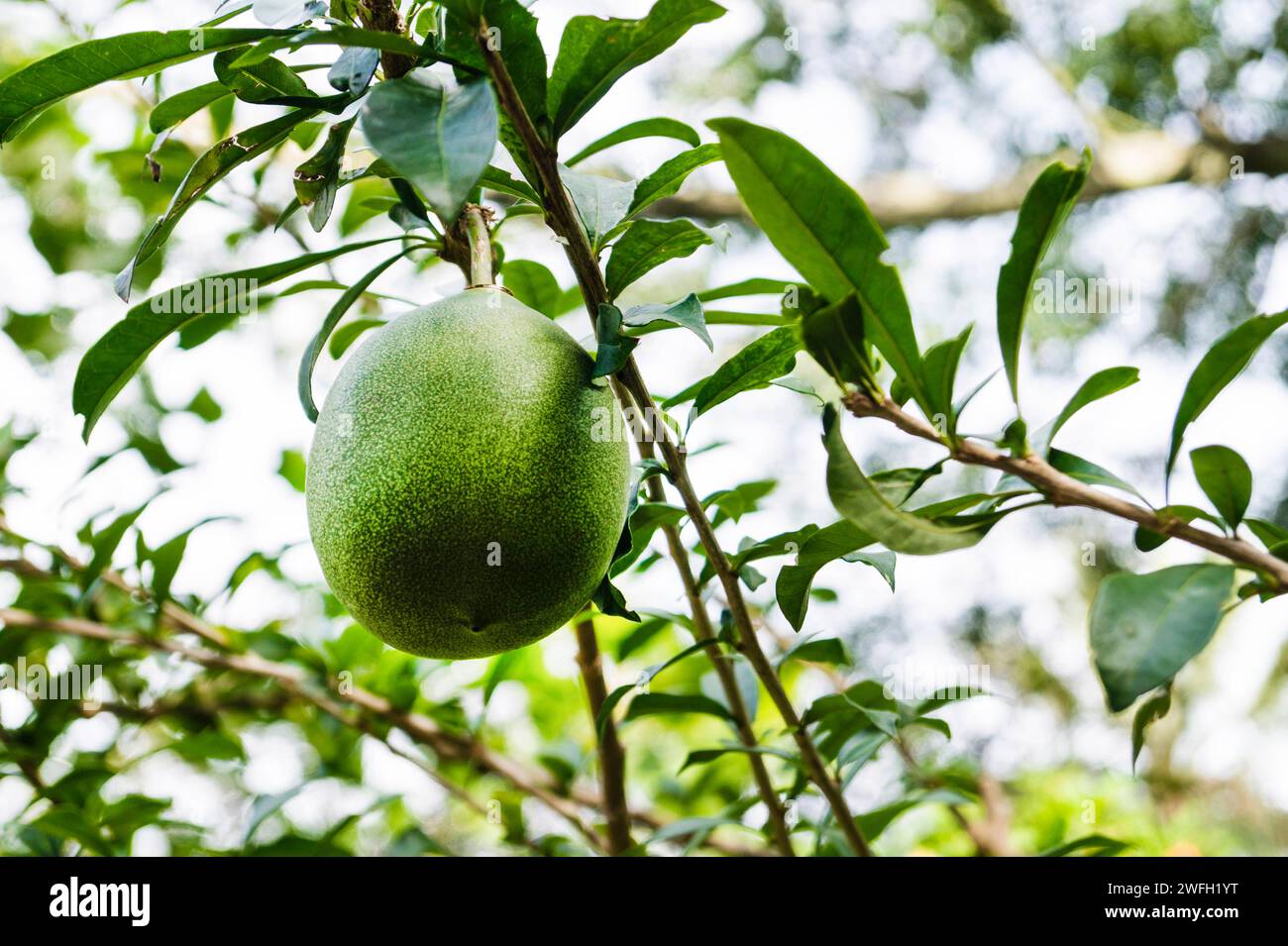 calabash tree, krabasi, kalebas, huingo (Crescentia cujete), fruit on a ...