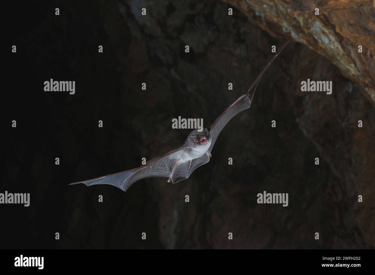 Common bent-wing bat, Schreiber's bat (Miniopterus schreibersii), in ...