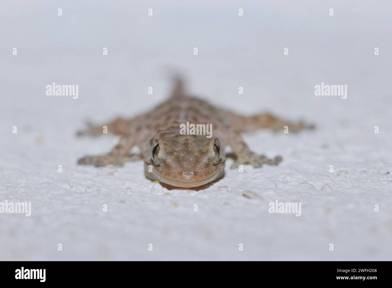 Common wall gecko, Moorish gecko, Moorish Wall Gecko, Salamanquesa ...