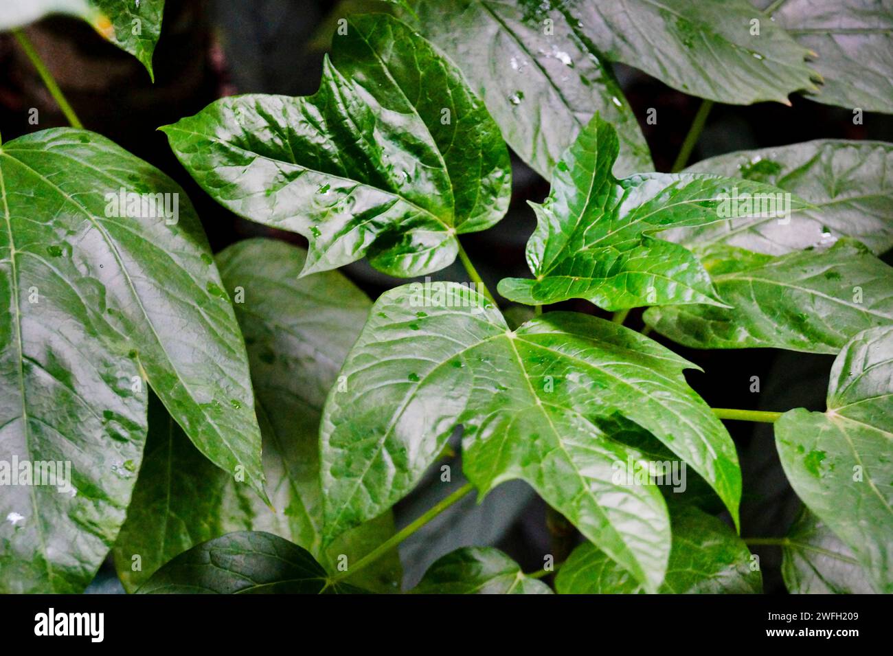 Papaya leaves hi-res stock photography and images - Alamy