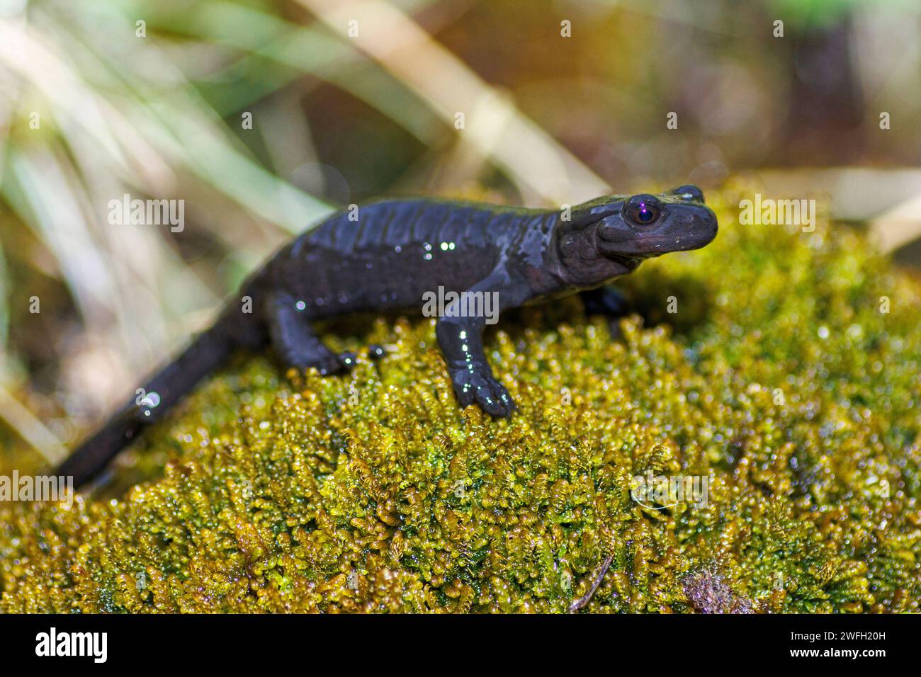 Large alpine salamanders hi-res stock photography and images - Alamy