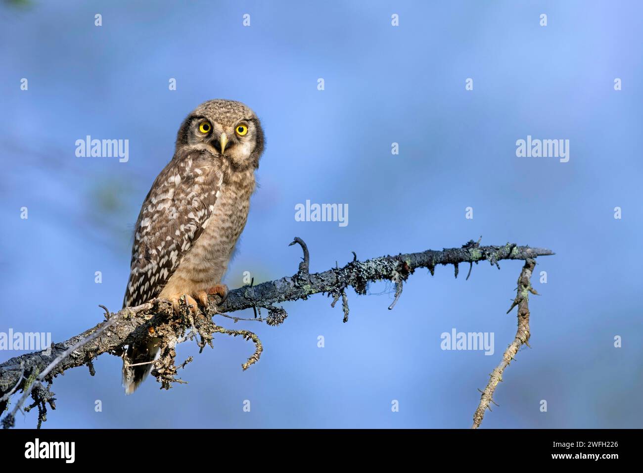 northern hawk owl (Surnia ulula), fledged young bird sitting on a ...