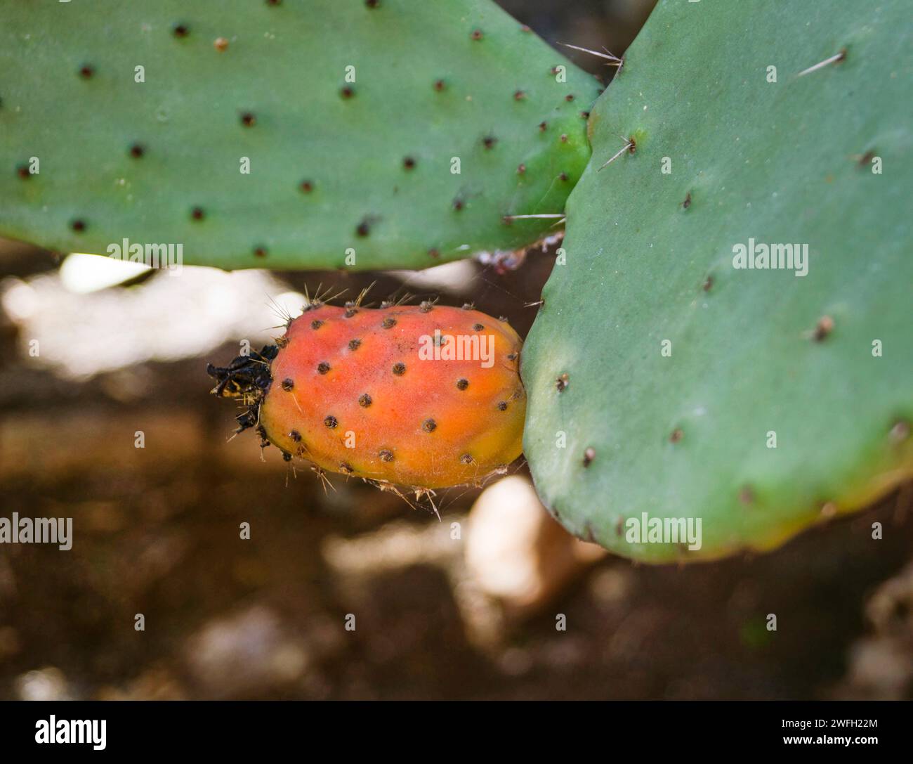 Indian fig, cactus pear (Opuntia ficus-indica, Opuntia ficus-barbarica ...