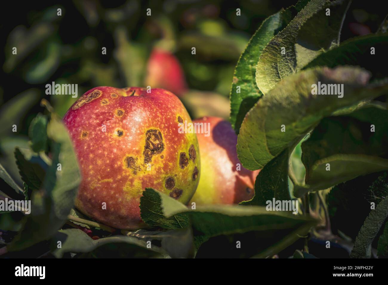 Apple scab (Venturia inaequalis), apple with apple scrab on a tree ...