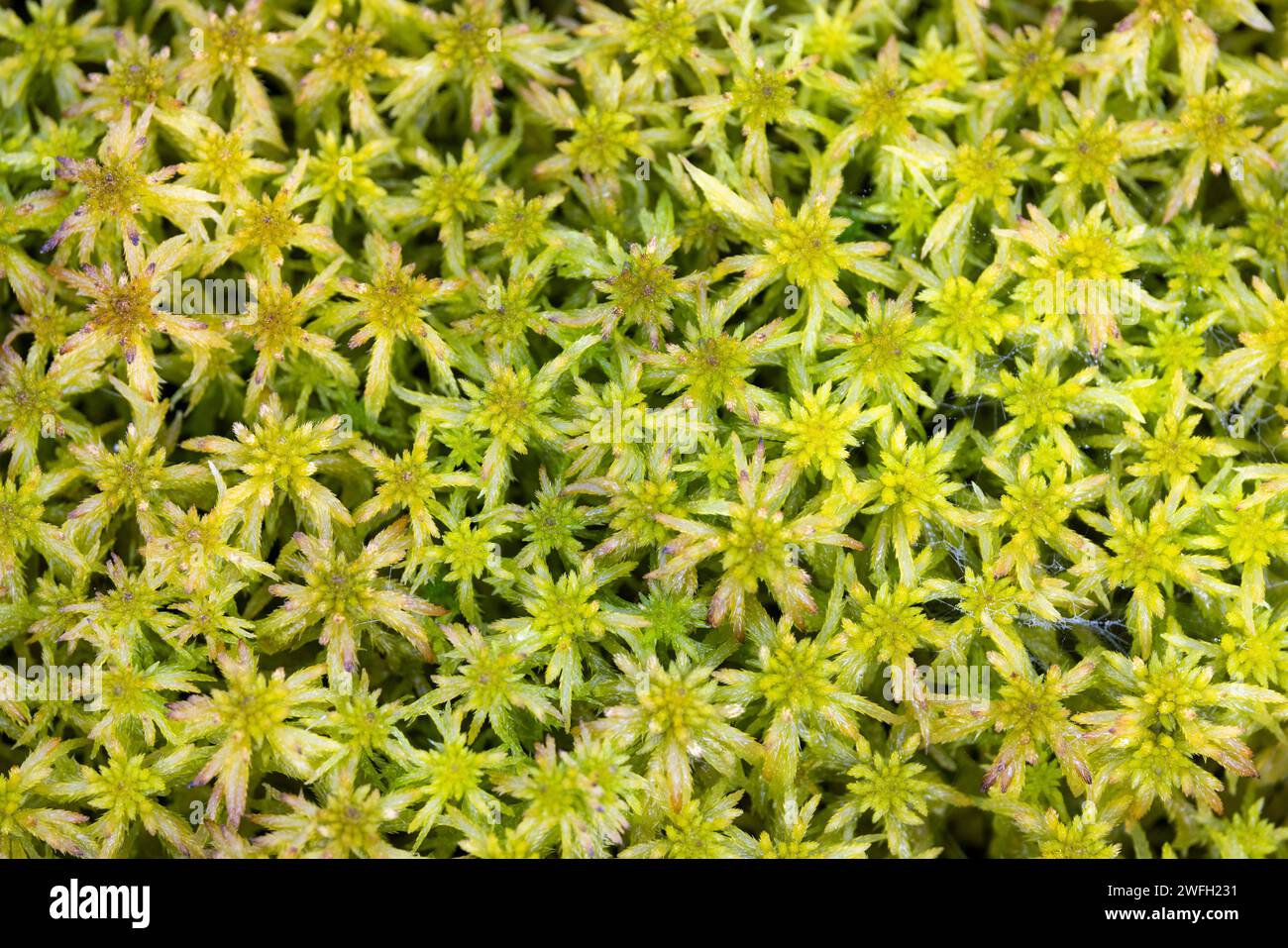 Sphagnum moss (Sphagnum spec.), moss cushion in a raised bog, top view ...