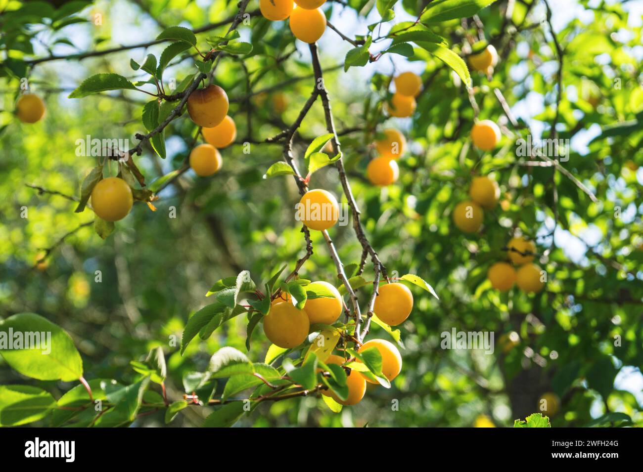 Cherry plum, Myrobalan plum (Prunus cerasifera), yellow fruits on the ...