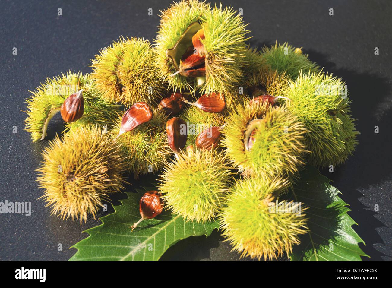 Spanish chestnut, sweet chestnut (Castanea sativa), fruits with husks ...