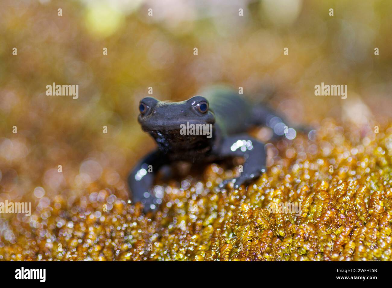 large Alpine salamander (Salamandra lanzai), sits on moss, front view ...