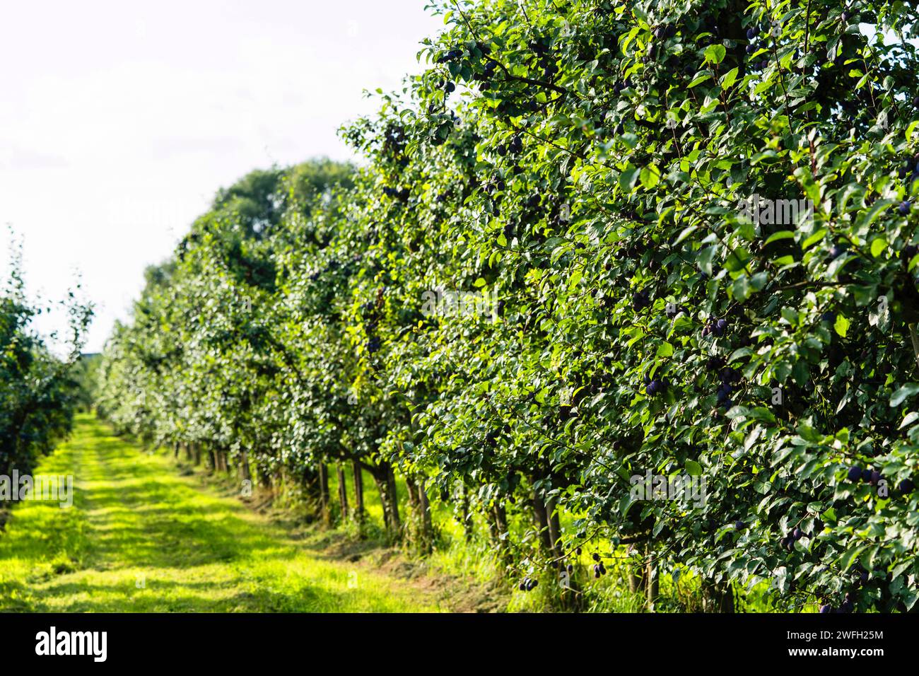 European plum (Prunus domestica), Plum orchard Stock Photo - Alamy