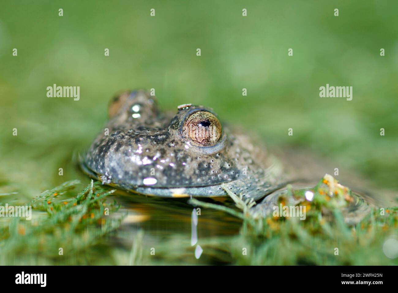 yellow-bellied toad, yellowbelly toad, variegated fire-toad (Bombina ...