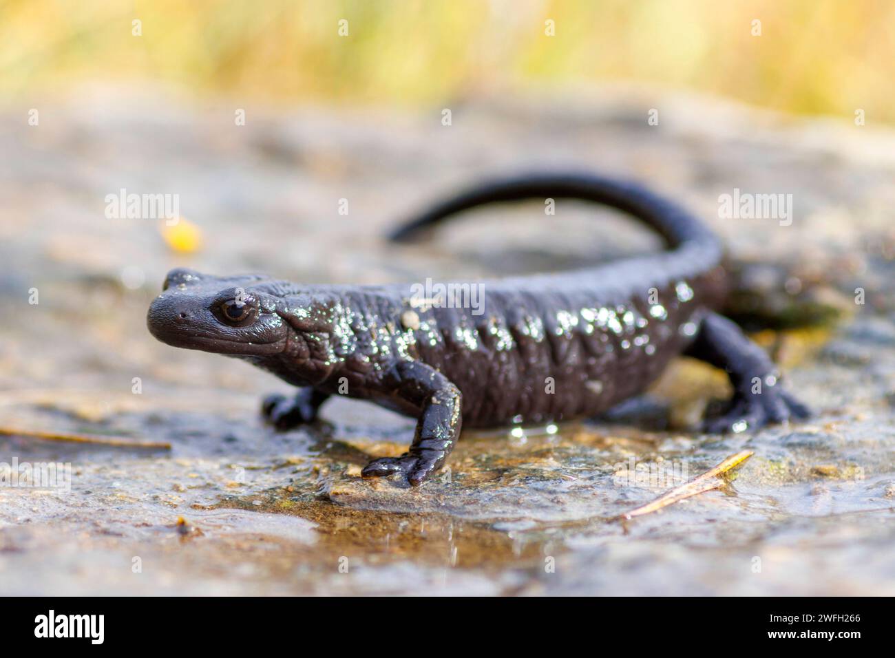 large Alpine salamander (Salamandra lanzai), sits on a rock, front view ...