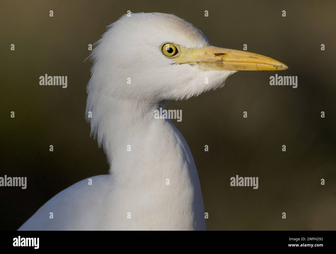 cattle egret, buff-backed heron (Ardeola ibis, Bubulcus ibis), portrait ...