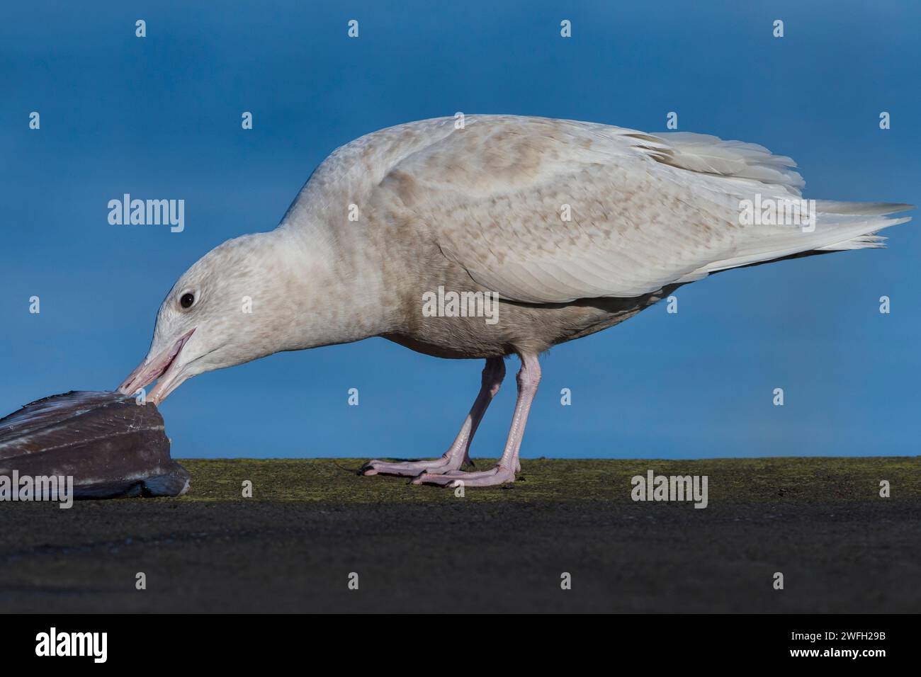 glaucous gull (Larus hyperboreus), immature bird stands on a wall and ...