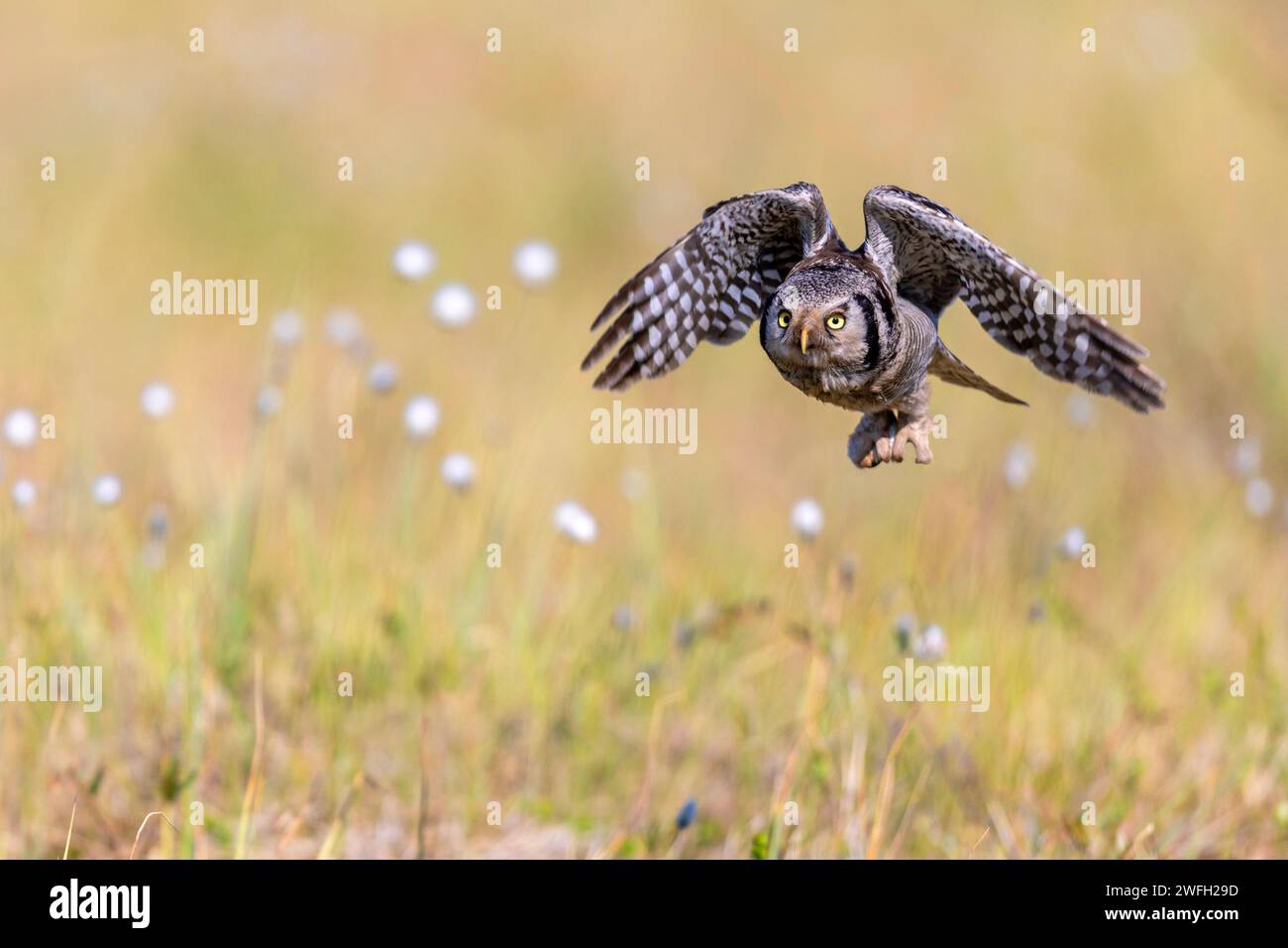 Gavilan volando hi-res stock photography and images - Alamy